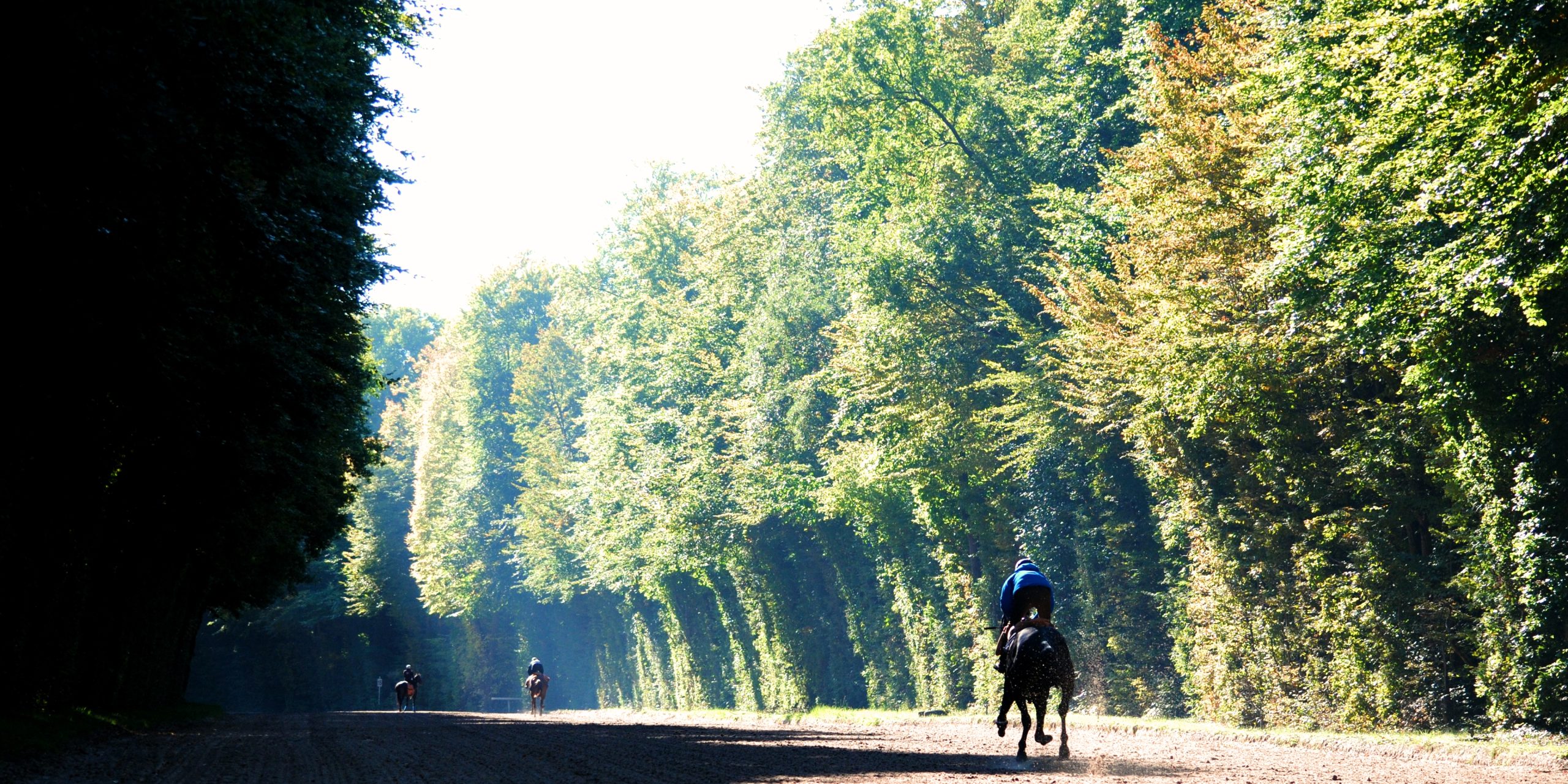 How do I Buy a Racehorse in France? | Nathaniel Barnett Bloodstock